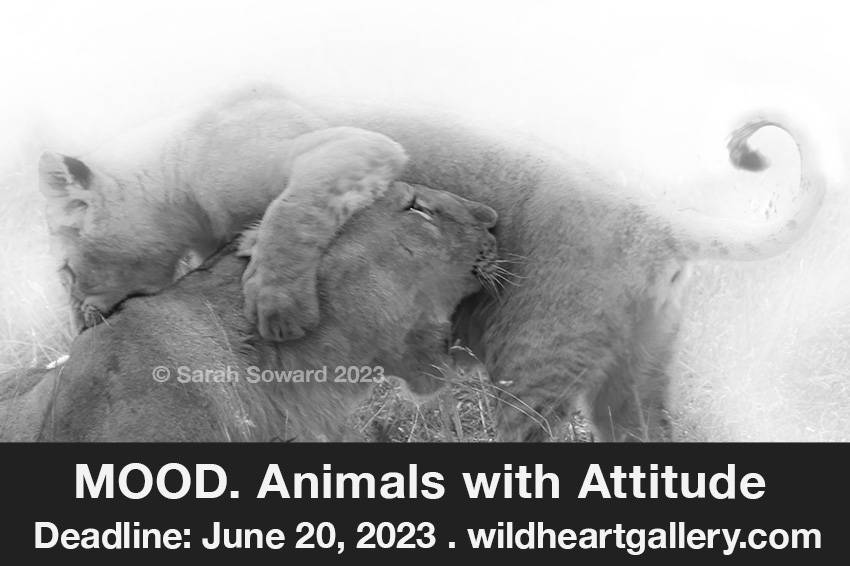 Mood, Animals with Attitude, Photography